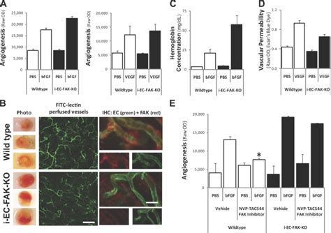 Robust Growth Factorinduced Angiogenesis In I Ec Fak Ko Mice Matrigel
