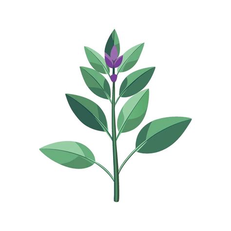 Unique Scented Sage Artwork 57393414 Vector Art At Vecteezy