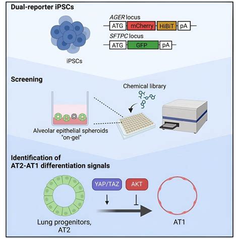 Constructing ‘on Gel Alveolar Organoids As A New Screening Platform