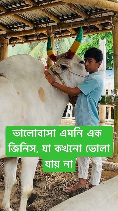 ভালোবাসা এমনি এক জিনিস যা কখনো ভোলা যায় না Shorts Viral Trending
