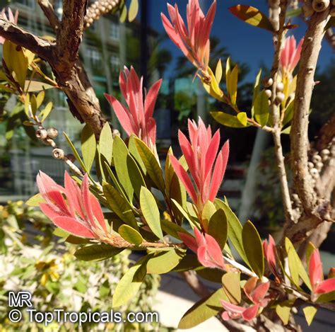 Melaleuca Citrina Common Red Bottlebrush Top Tropicals Plant