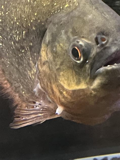 Lymphocystis Ick Or Both Raquariums