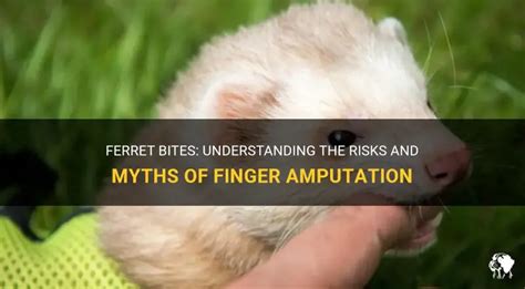 Ferret Bites Understanding The Risks And Myths Of Finger Amputation