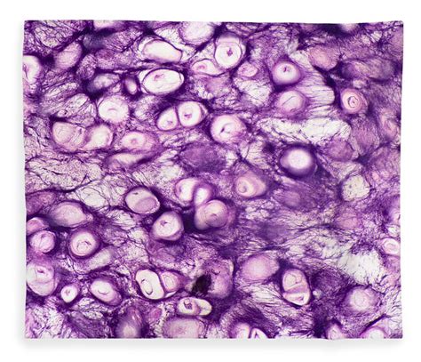 Cartilage Cell Labeled