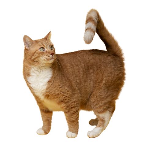 Cobalaplex 60 Kapseln Dechra