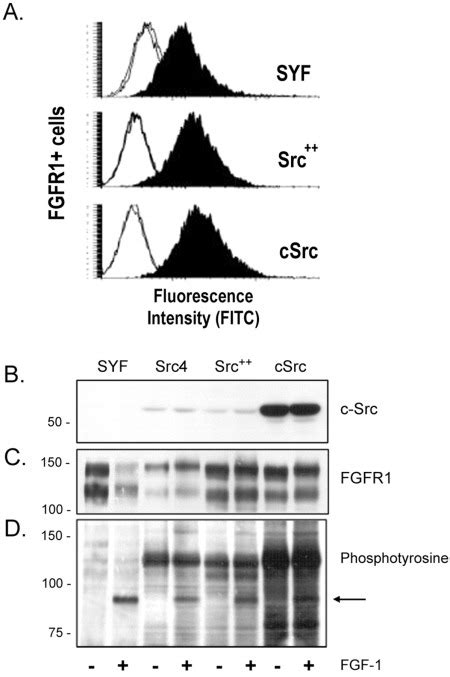C Src Regulation Of Fibroblast Growth Factor Induced Proliferation In Murine Embryonic