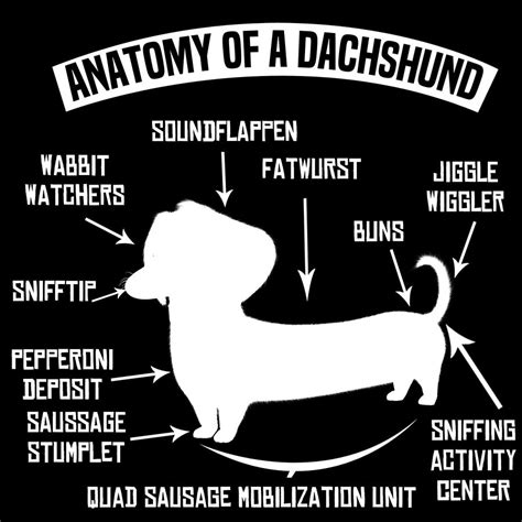 Anatomy Of A Dachshund Digital Art By Jacob Zelazny Pixels
