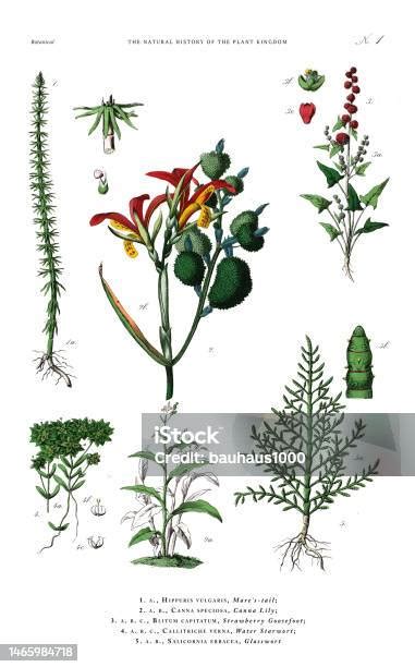 골동품 식물 조각 식물 왕국의 역사 빅토리아 식물 삽화 플레이트 1 1853년경 0명에 대한 스톡 벡터 아트 및 기타 이미지 0명 1880 1889 년 19세기