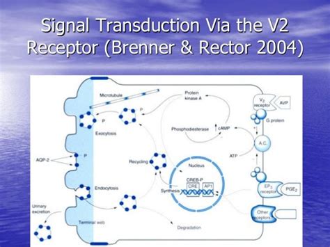 Vasopressin Receptor Antagonists