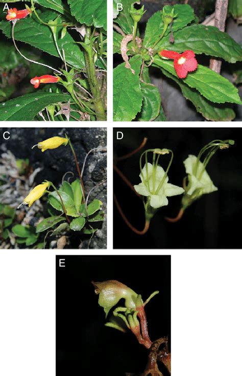 Five Species Of Gesneria From Puerto Rico A Gesneria Cuneifolia B