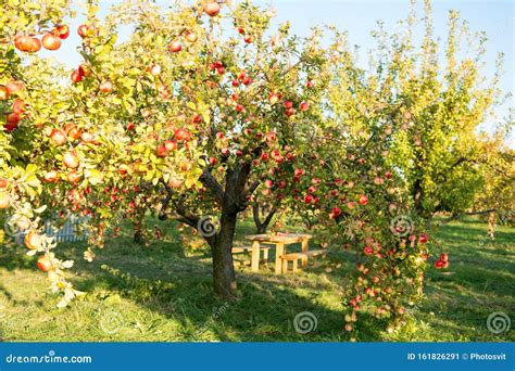 Garden At Backyard Rich Harvest Concept Apples Red Ripe Fruits On