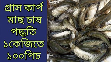 গ্ৰাস কার্প মাছ চাষ পদ্ধতি১কেজিতে ১০০পিচgrass Carp Fish Farming
