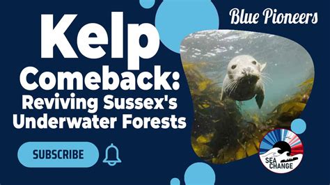Restoring Sussexs Kelp Forests A Tale Of Recovery And Hope