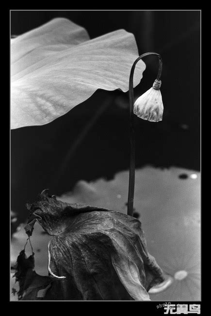 无翼鸟 摄影作品：黑白荷塘