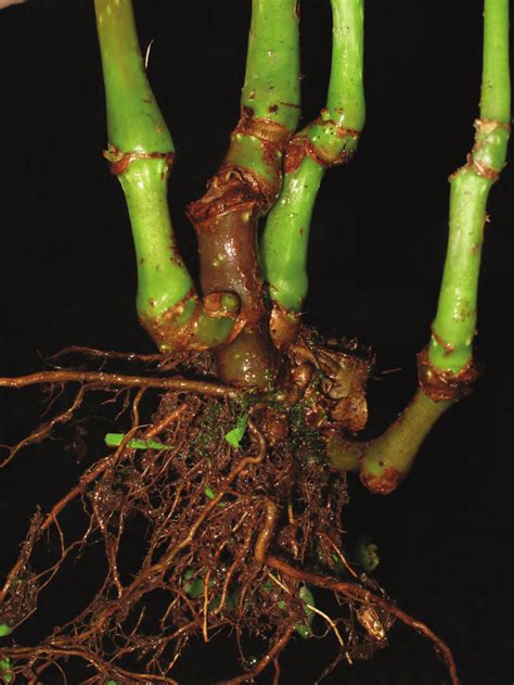 Begonia Cucullata Willd Lacks A Large Caudex Picture By Neil R