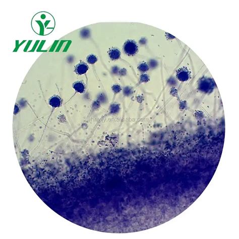 Aspergillus Microscope Label