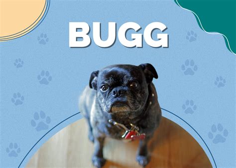 Bugg Pug And Boston Terrier Mix Info Pictures Characteristics