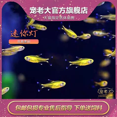满天星灯鱼 灯鱼品种 大山谷图库