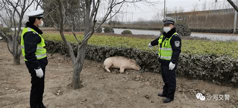 从一辆货车上突然掉落一头猪 我为群众办实事 沙河 车号 车厢