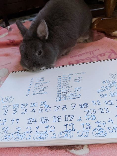 数字のデザイン 絵本作家のふらんす語屋さん