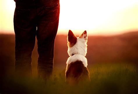 Cómo superar la muerte de una mascota Entrenosotros Consum