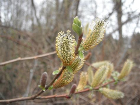 Willows Plant