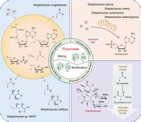 Recent Advances In Fluorinated Products Biosynthesis Bioresource Technology Reports X MOL