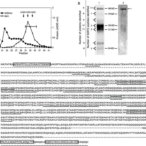 Product Analysis After In Vitro Epimerase Reaction A Gel