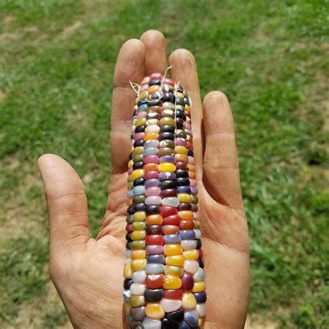 Glimboo 😯😯 Olhe Este Lindo Milho Que Cria Grãos De Todas