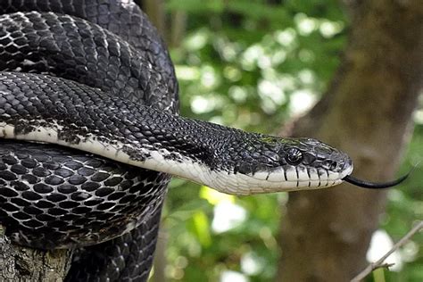 Rat Snakes Care Sheet Reptiles Cove