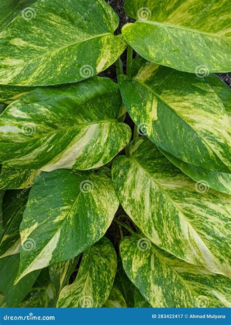 Epipremnum Aureum Stock Image Image Of Agriculture 283422417