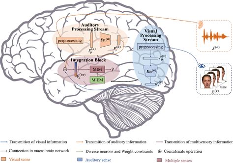 figure 1 from mi mami multisensory integration model inspired by the