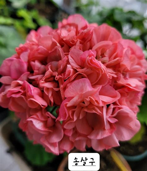 꽃이좋아story Band