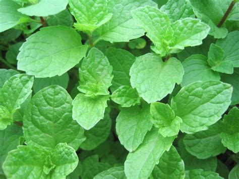 Mint Thai Pohlmans The Plant People Phone 07 5462 0477