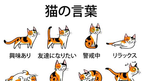 猫何回もすり寄ってくる？ Shalfeiのblog