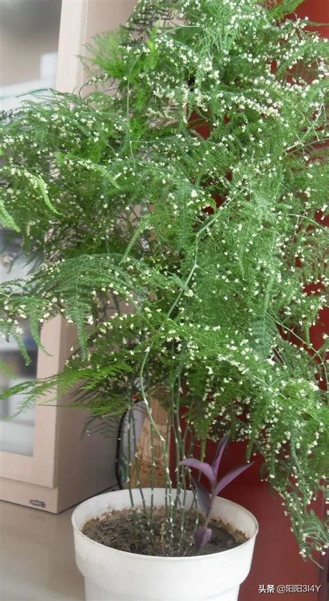 如何養護文竹才能開花結子 頭條匯