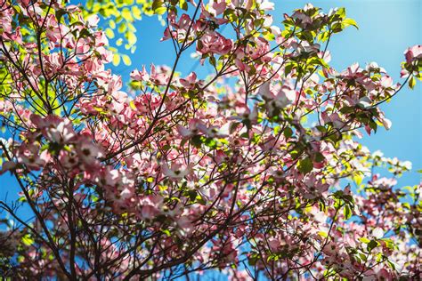 분홍색 꽃이있는 나무 사진 Unsplash의 무료 뉴욕 이미지