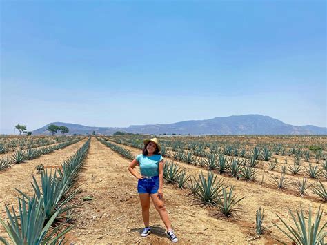 Qué Hacer En Tequila Jalisco Pueblo Mágico Pies Viajeros