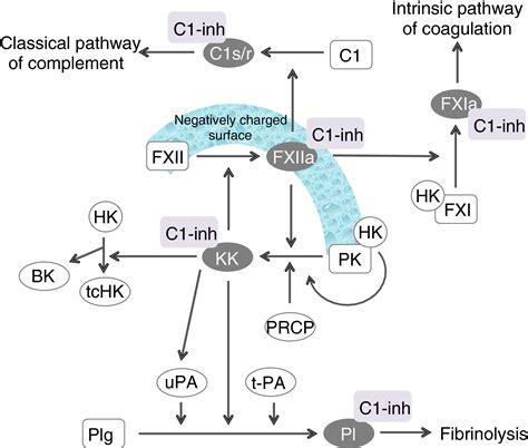 Hereditary angioedema: Linking complement regulation to the coagulation ...