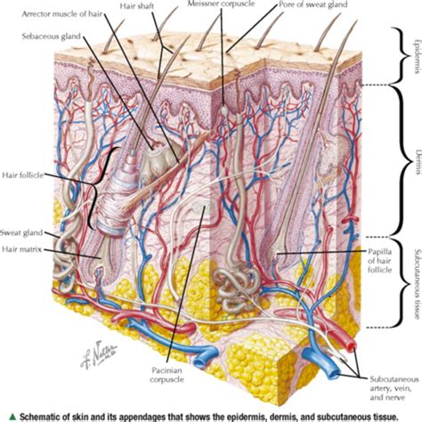 2 Integument 1 And 2 Flashcards Quizlet