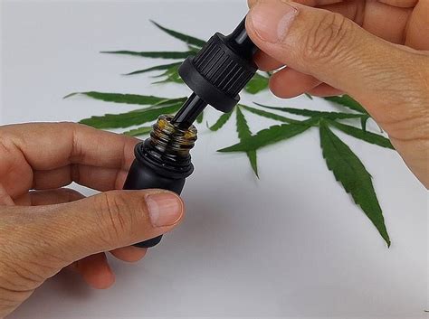 Prefeito Sanciona Lei Que Libera Cannabis Medicinal No Sus Em Salvador