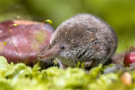 Pygmy Shrew Stock Image Image Of Portrait Brown Background 25448603