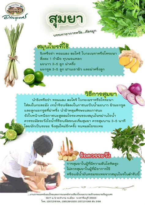 ปักพินโดย Thai Thai🇹🇭🇹🇭 ใน Garden สมุนไพร สุขภาพ เคล็ดลับความงาม
