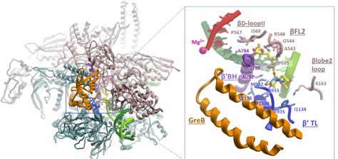 Proposed Structural Model Explaining The Synergistic Effect Of Greb On