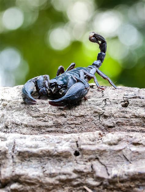 Emperor Scorpion Care Sheet Beginners Guide