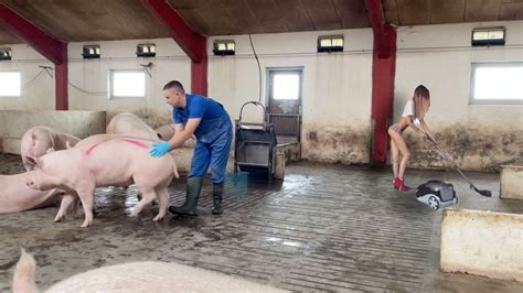 Artificial Insemination In Pigs Explained Youtube