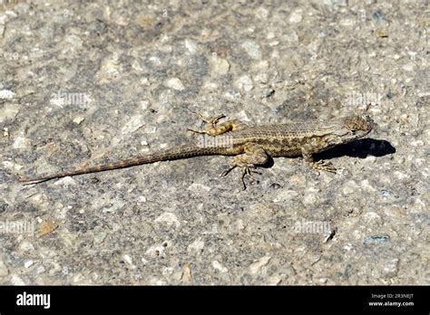 Western Fence Lizard Sceloporus Occidentalis Nyugati Sövényleguán