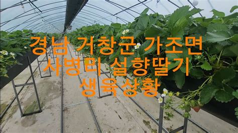 경남거창군가조면사병리설향딸기생육상황 241127수경남거창가조사병설향배드딸기 손범규농합농법 딸기생육관리 농합면역플러스관주 농합탄 농합개척엽면시비 딸기생육관리