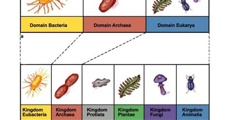 Archaea Cell Type