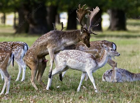 Fallow Deer Mating Stock Image C0097271 Science Photo Library